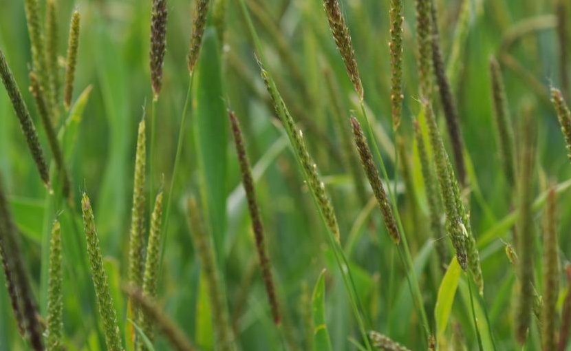 Weeds Out Of Control – Eurasia Review