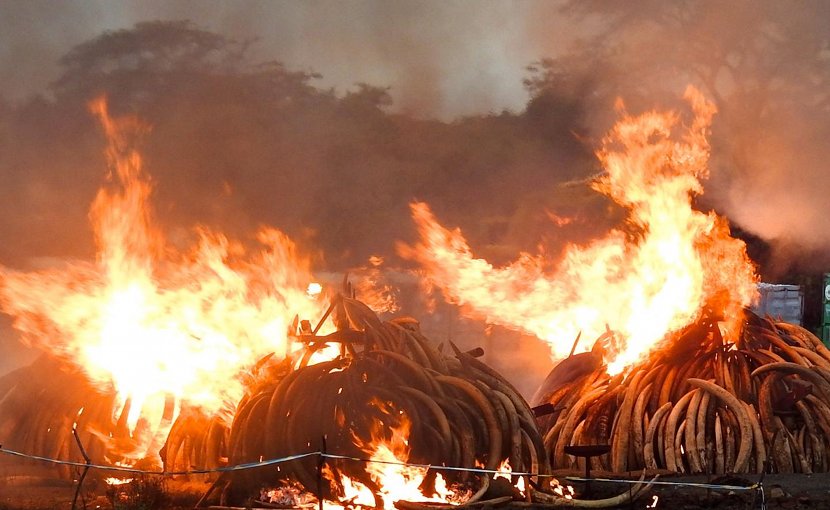 World’s Largest Ivory Burn Delivers Strong Message: But Who Received It ...