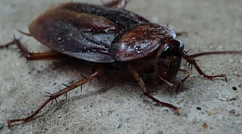 ‘bug Bombs Ineffective Killing Roaches Indoors Eurasia Review