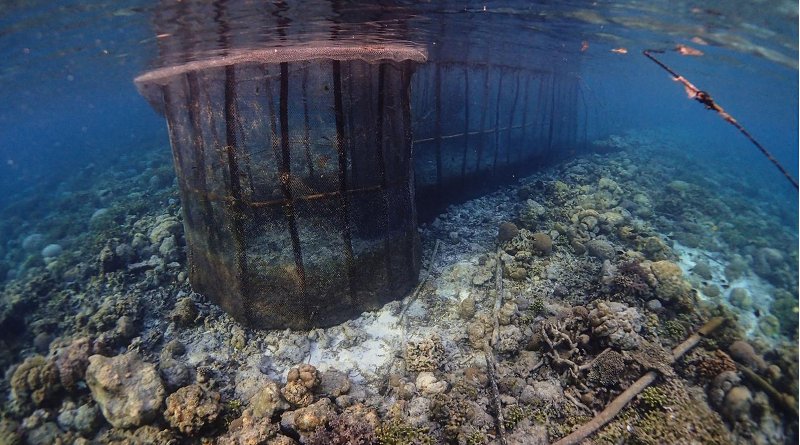 Fish Fences Across The Tropical Seas Having Large-Scale Devastating ...