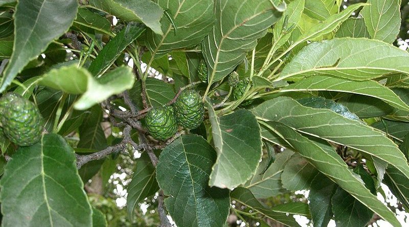 Alnus Tree-Based Agroforestry Saves Land, Food, Biodiversity – OpEd ...