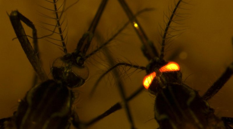 Dengue-resistant mosquitoes were give a red-eye gene to distinguish ...