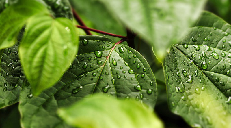Precipitation Will Be Essential For Plants To Counteract Global Warming ...