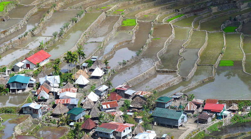 Rice Farming Among Philippine Indigenous Peoples Still A Woman’s World ...