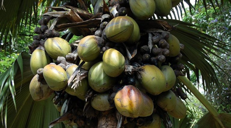 Seychelles’ Rare Coco De Mer Nut On Sale To Help Struggling Park System ...