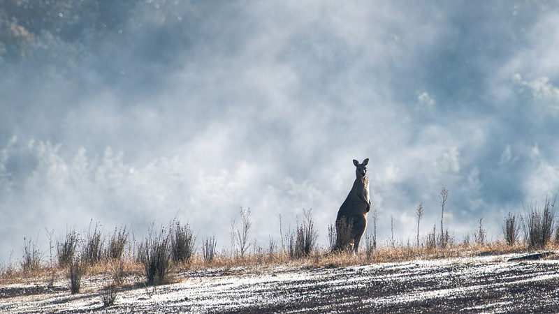 Kangaroo Overgrazing Could Be Jeopardizing Land Conservation – Eurasia ... Kangaroo Overgrazing Could Be Jeopardizing Land Conservation – Eurasia ...