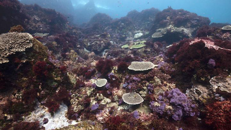 Complexity Yields Simplicity: The Shifting Dynamics Of Temperate Marine ... Complexity Yields Simplicity: The Shifting Dynamics Of Temperate Marine ...