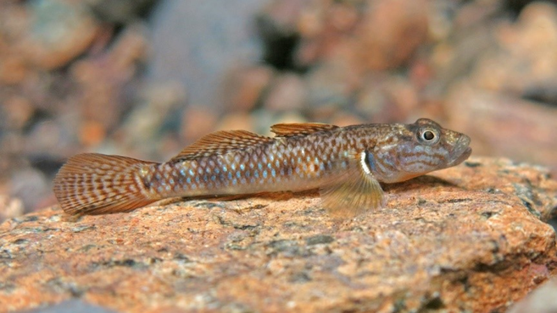 Two New Species Of Freshwater Goby Fish Discovered In Palawan ...