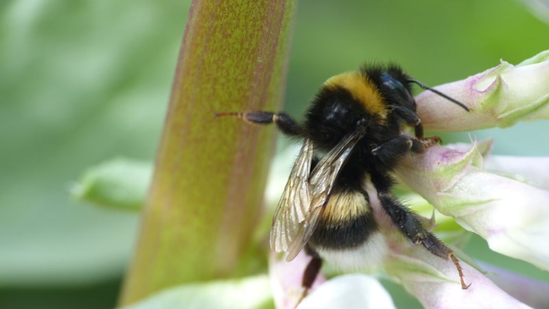 Bean Cultivation In Diverse Agricultural Landscapes Promotes Bees And ...