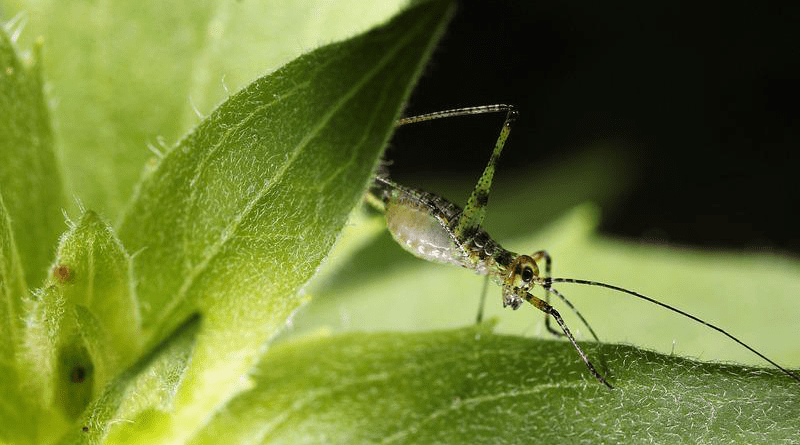 Life Cycles Of Some Insects Adapt Well To Changing Climate: Others, Not ...