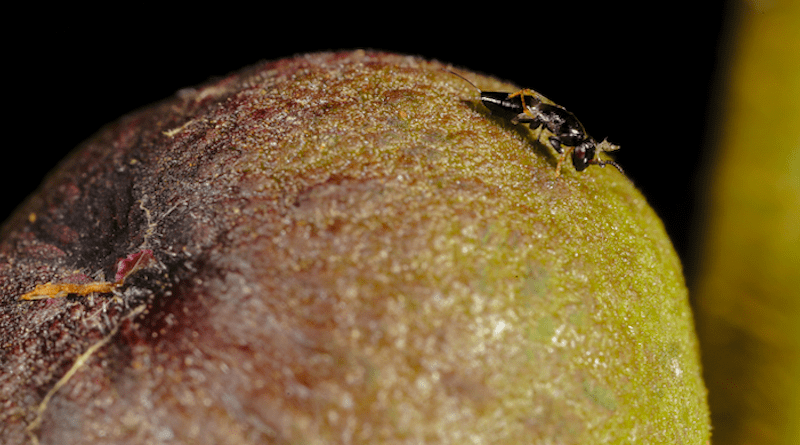 Higher Temperatures Make It Difficult For Fig Tree Pollinators ...