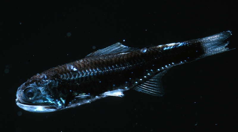 Study Reveals How Ancient Fish Colonized The Deep Sea – Eurasia Review