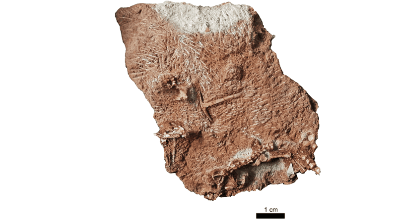 Fossil Discovery In Storeroom Cupboard Shifts Origin Of Modern Lizard ...