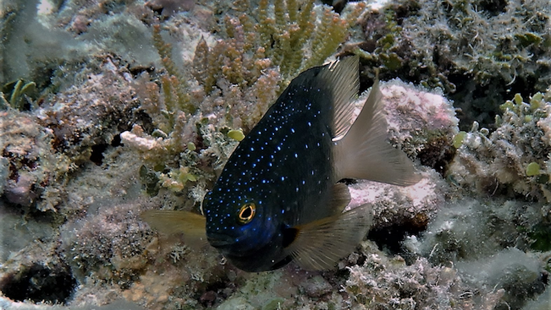 Invasive Rats Transform Reef Fish Behavior – Eurasia Review