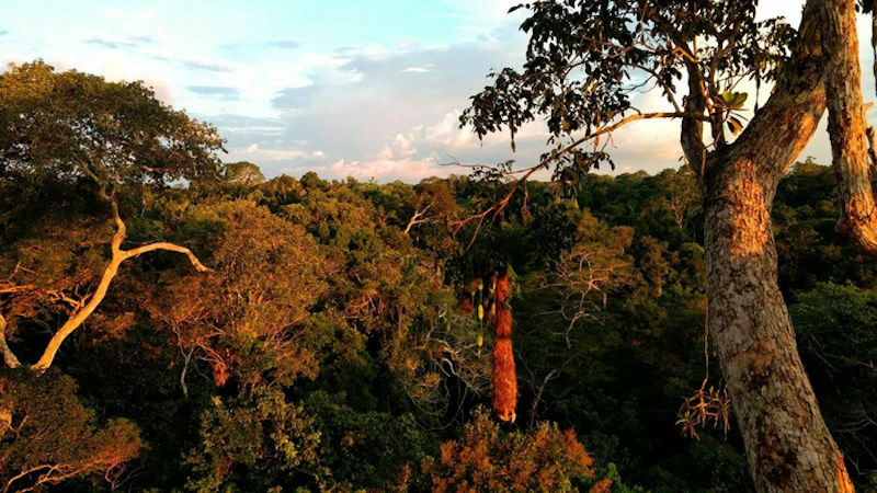 How Amazon Rainforest Is Likely To Cope With Effect Of Future Drought ...