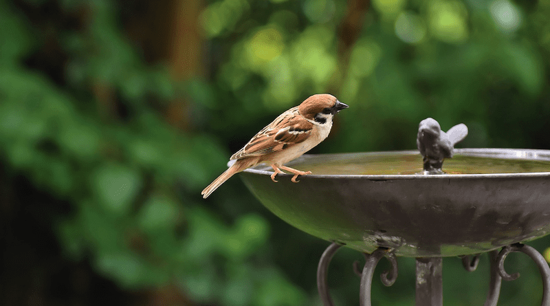 Just Add Water: Garden Ponds And Bird Baths Help Wildlife Thrive ...