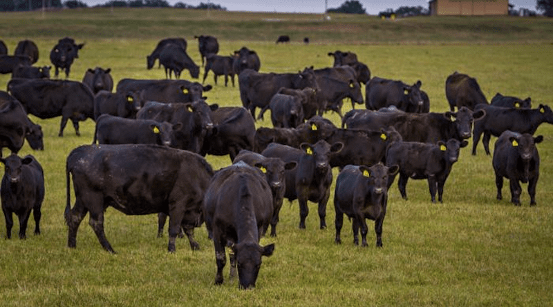 Gene Prediction Tool Selects Premium Grade Angus Herds In Missouri And ...