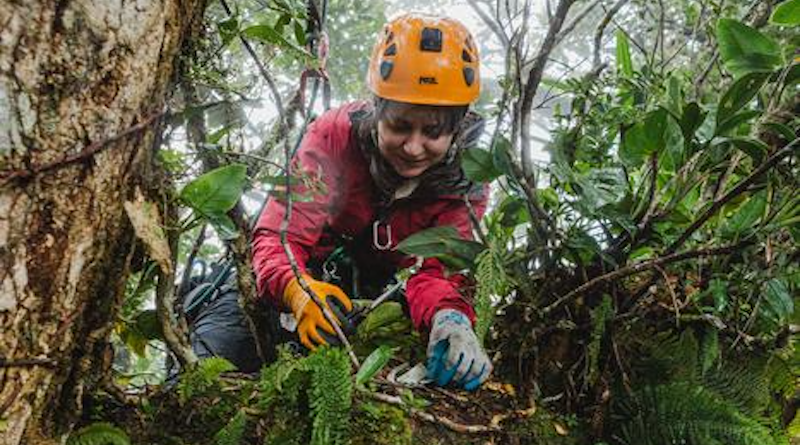 Soils Forming On Branches Of Trees Are An Overlooked Forest Habitat ...