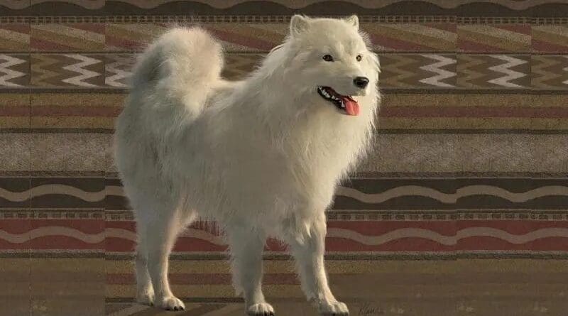 Researchers, Coast Salish People Analyze 160-Year-Old Indigenous Dog ...