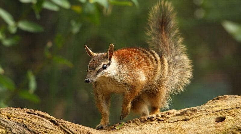 Thermal Vision Shows Endangered Numbats Feel The Heat Of Warming ...