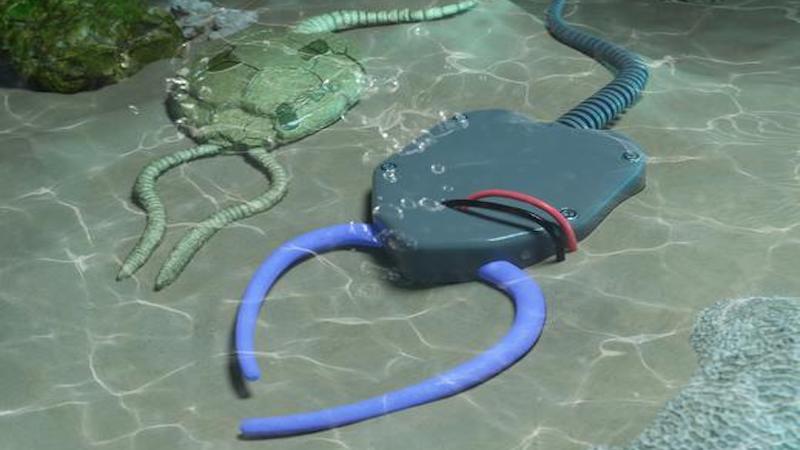 How Ancient Sea Creatures Can Inform Soft Robotics – Eurasia Review