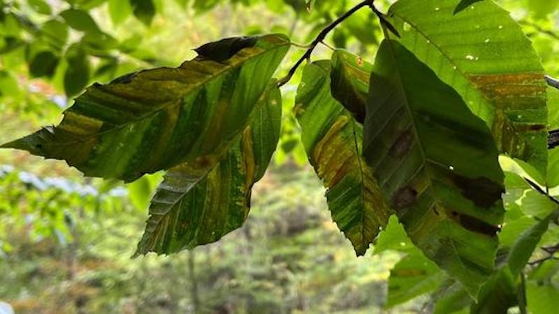 An Inside Look At Beech Tree Disease – Eurasia Review