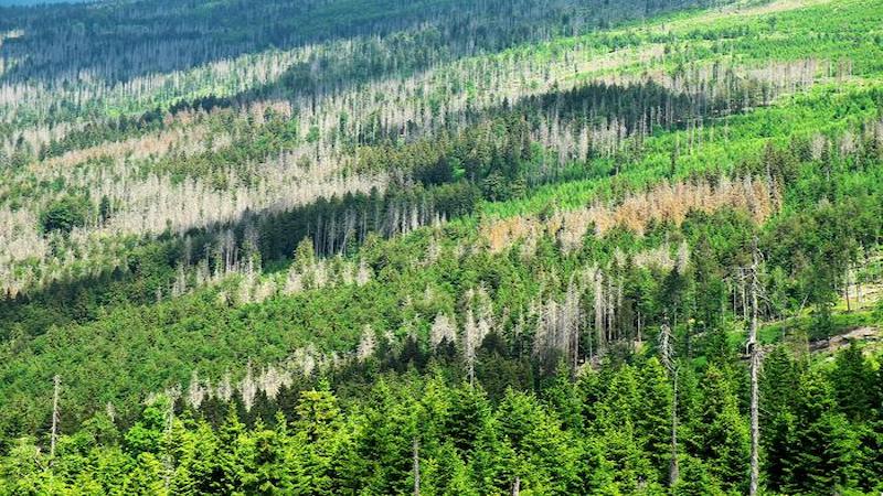 How Can Forests Be Reforested In A Climate-Friendly Way? – Eurasia Review