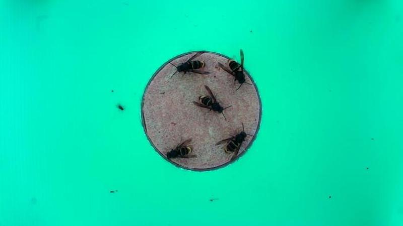 AI Helps To Detect Invasive Asian Hornets – Eurasia Review