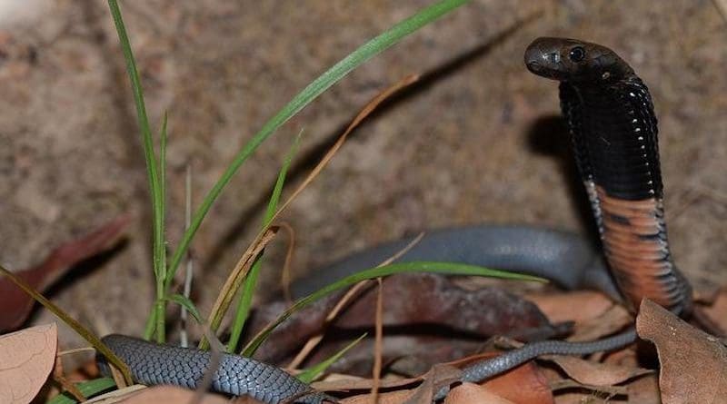 First Effective Treatment Found For Spitting Cobra Snakebite – Eurasia Review