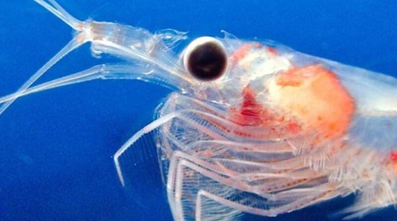 Krill Provide Insights Into How Marine Species Can Adapt To Warmer ...