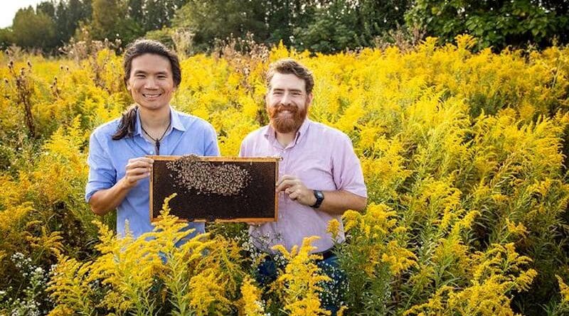 Good Nutrition Boosts Honey Bee Resilience Against Pesticides, Viruses ...