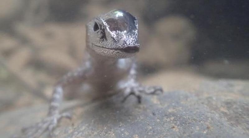 ‘Scuba-Diving’ Lizards Use Bubble To Breathe Underwater And Avoid ...