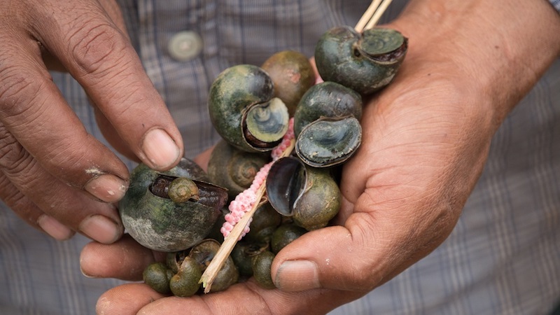 Invasive Apple Snail Could Spread Further In Africa – Eurasia Review