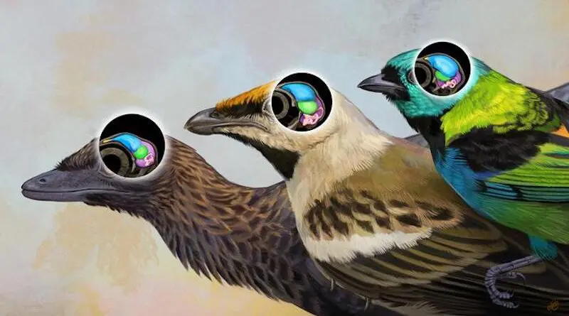 Bird Brain From The Age Of Dinosaurs Reveals Roots Of Avian ...