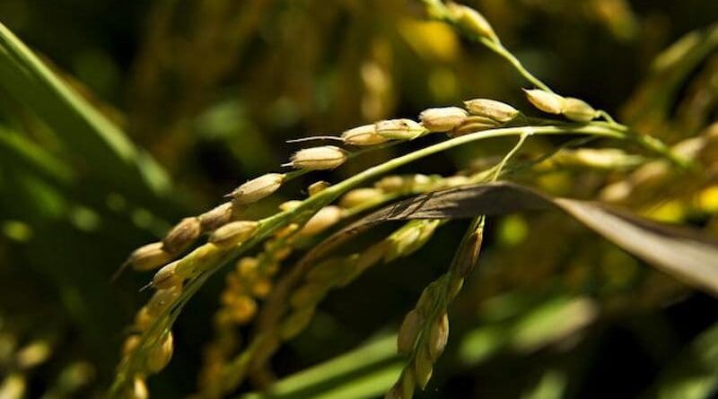 Making High-Yielding Rice Affordable And Sustainable – Eurasia Review
