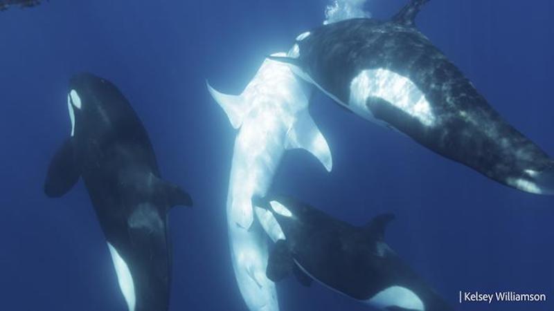 Unique Killer Whale Pod May Have Acquired Special Skills To Hunt The ...