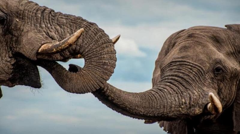 Male African Elephants Develop Distinct Personality Traits As They Age ...