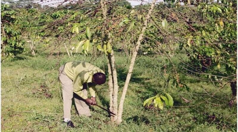 Scientists ‘Turn Up The Heat’ On Understanding Coffee Wilt Disease ...