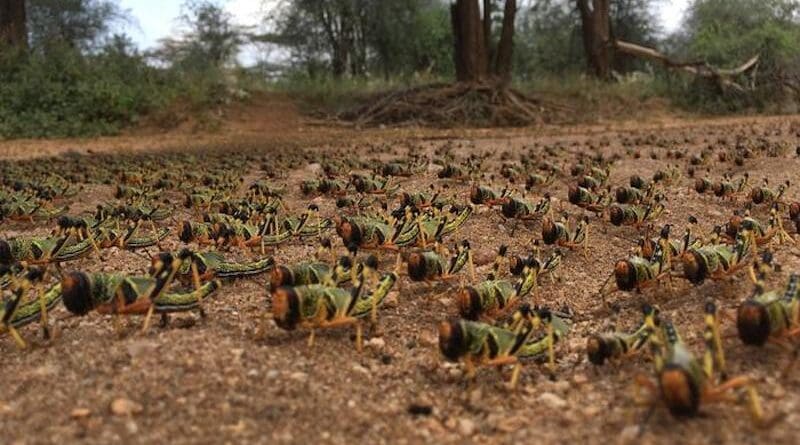 Scientists Rewrite The Rules Of Swarming Locusts – Eurasia Review