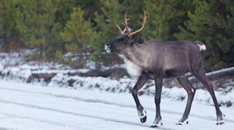 Researchers Find Caribou Migration Patterns Are Shrinking – Eurasia Review