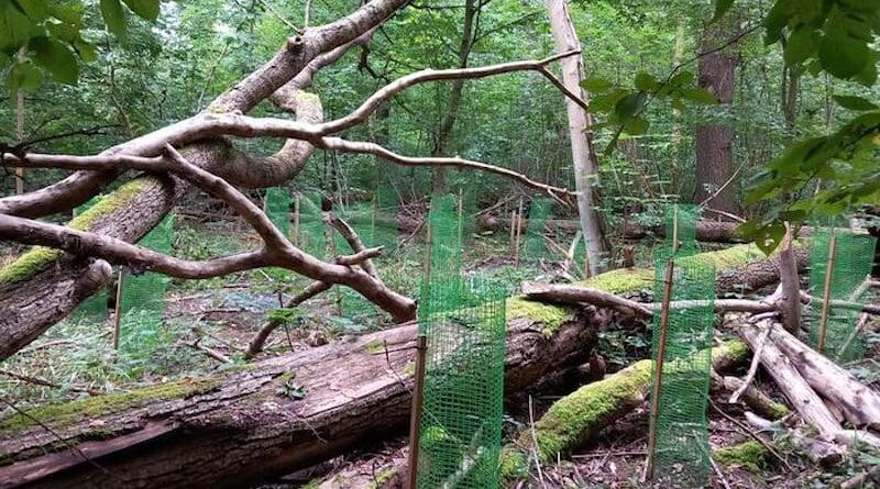 Using Tree Mortality To Support Oak Regeneration – Eurasia Review