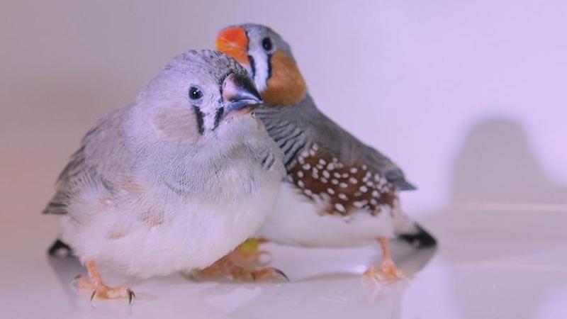 What Birds Can Teach Us About Social Learning – Eurasia Review