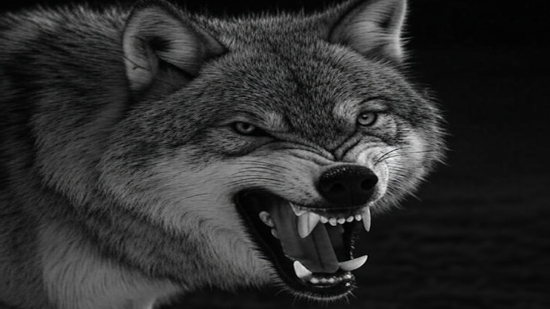 The ‘Big Bad Wolf’ Fears The Human ‘Super Predator’ – For Good Reason ...