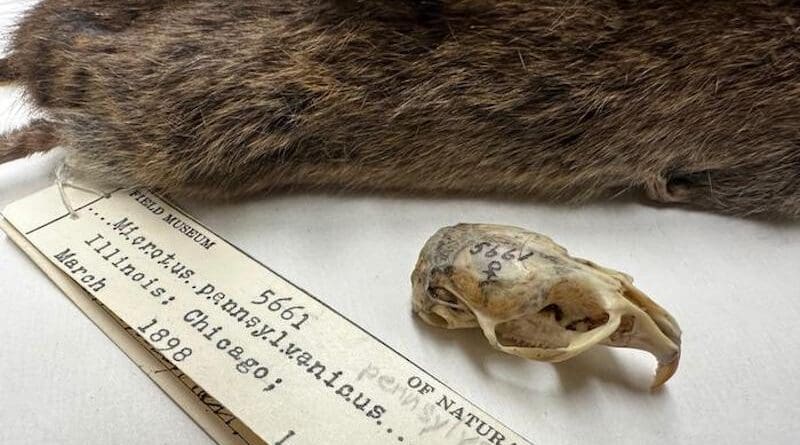 Chicago’s Rodents Are Evolving To Handle City Living – Eurasia Review