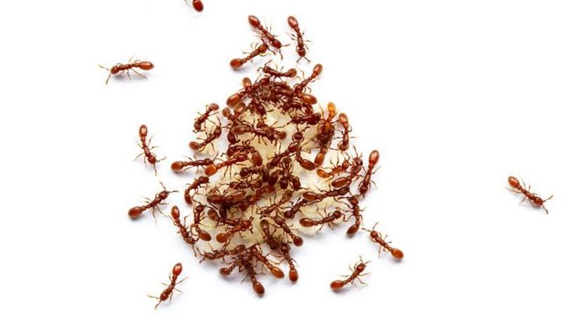 How Ant Queens Are Made – Eurasia Review