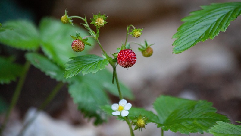 How Wild Strawberries Evolved To Survive On Mountain Tops – Eurasia Review