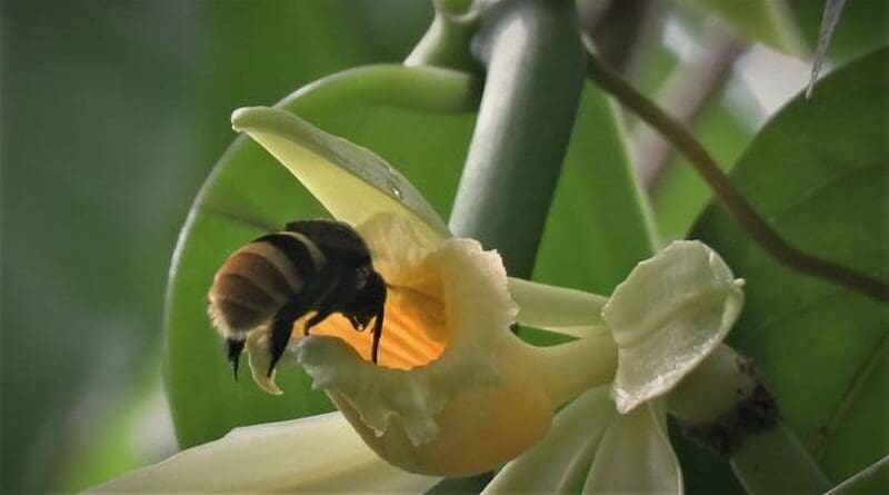 Climate Crisis Could Force Wild Vanilla Plants And Pollinating Insects ...
