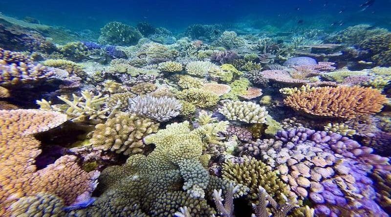 Corals Might Be Adapting To Climate Change – Eurasia Review