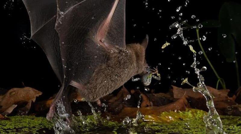 Small Bat Hunts Like Lions – Only Better – Eurasia Review