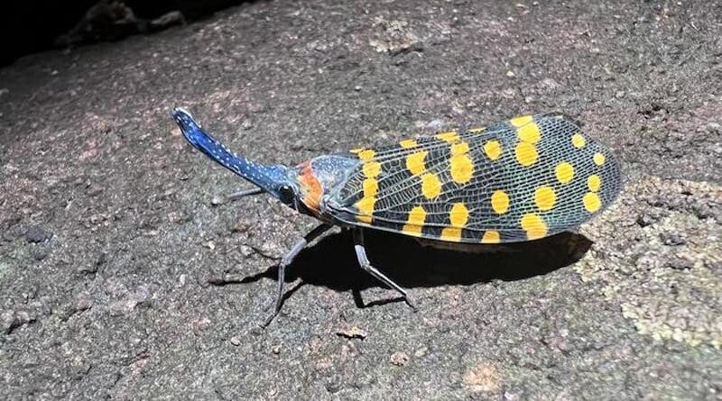 New Species Are Being Discovered Faster Than Ever Before – Eurasia Review